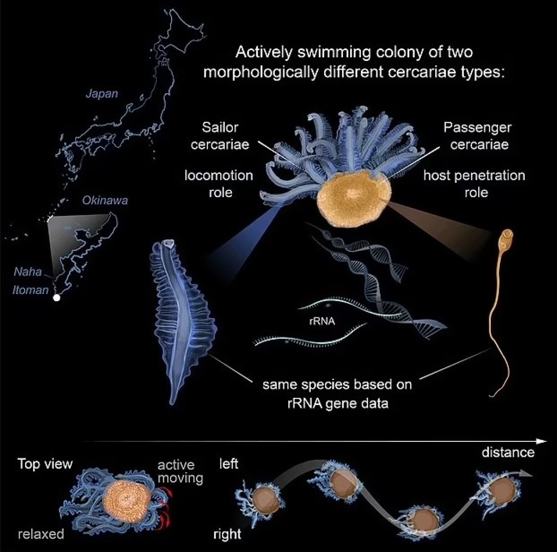 A mysterious alien-like creature. Scientists reveal the secret of an ...