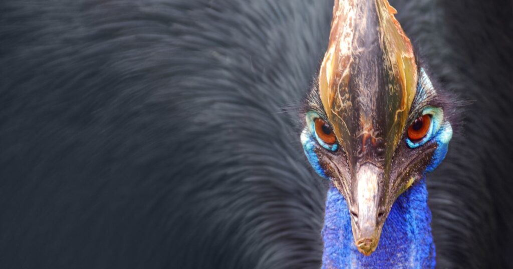 "The world's most dangerous bird" spotted emerging from the ocean in ...